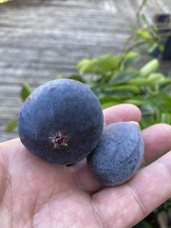 Fig Database®: Victoria