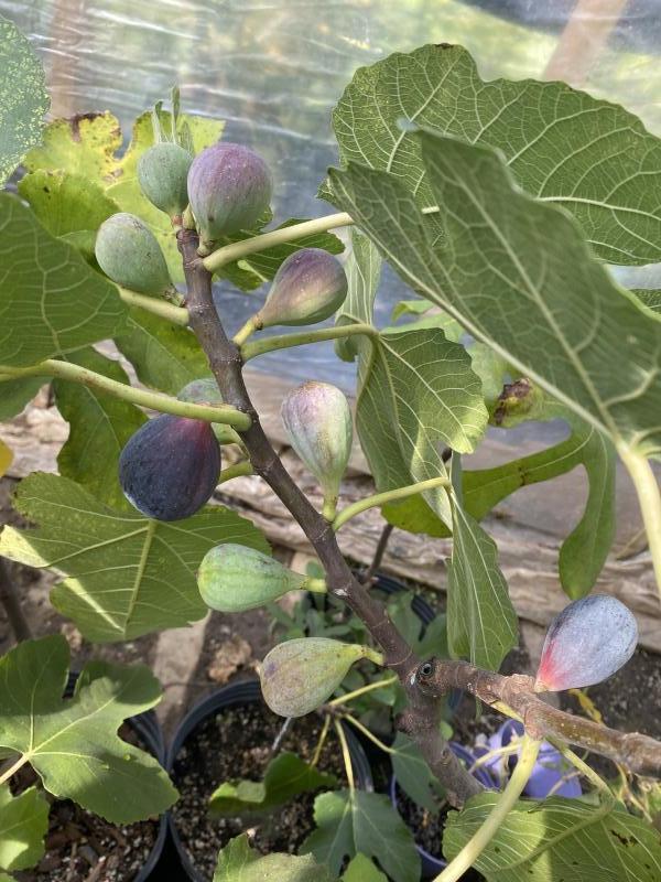 Fig Database®: Victoria