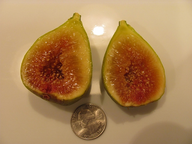 Fig Database®: Figo Branco