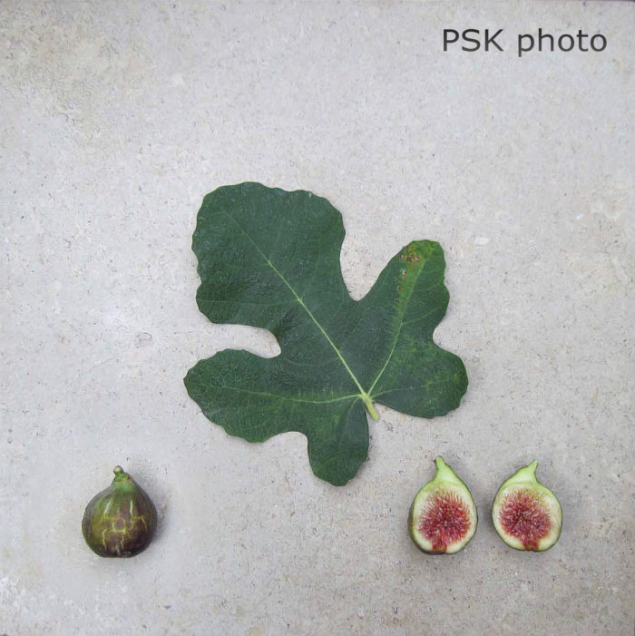 Fig Database®: Mead