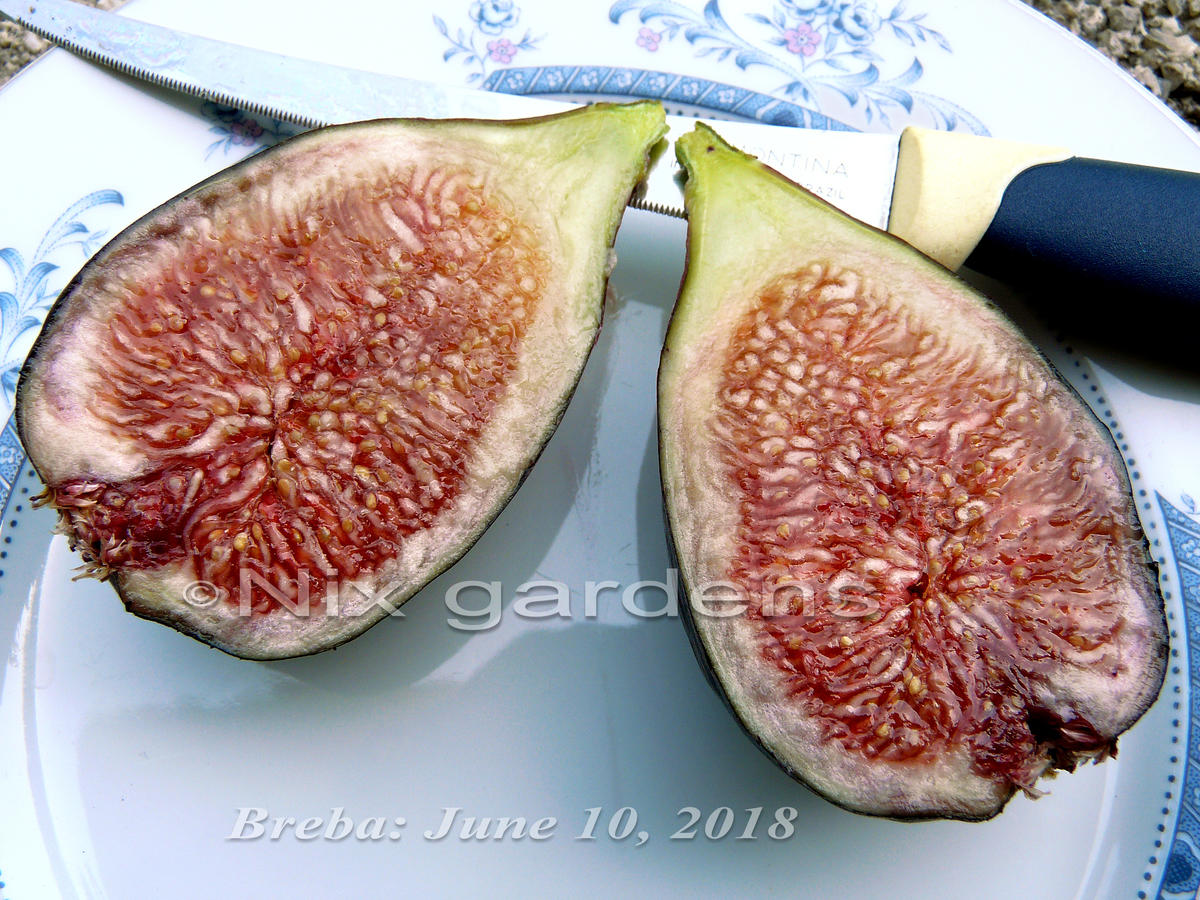 Fig Database: Lebanese Black Purple