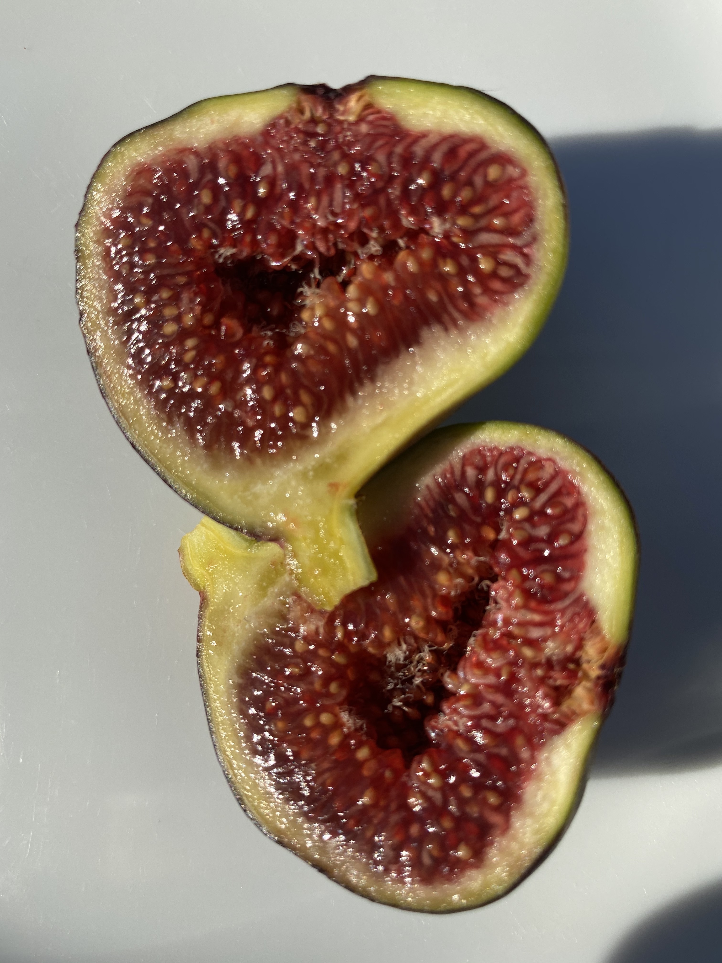 Fig Database: Bass' Favorite