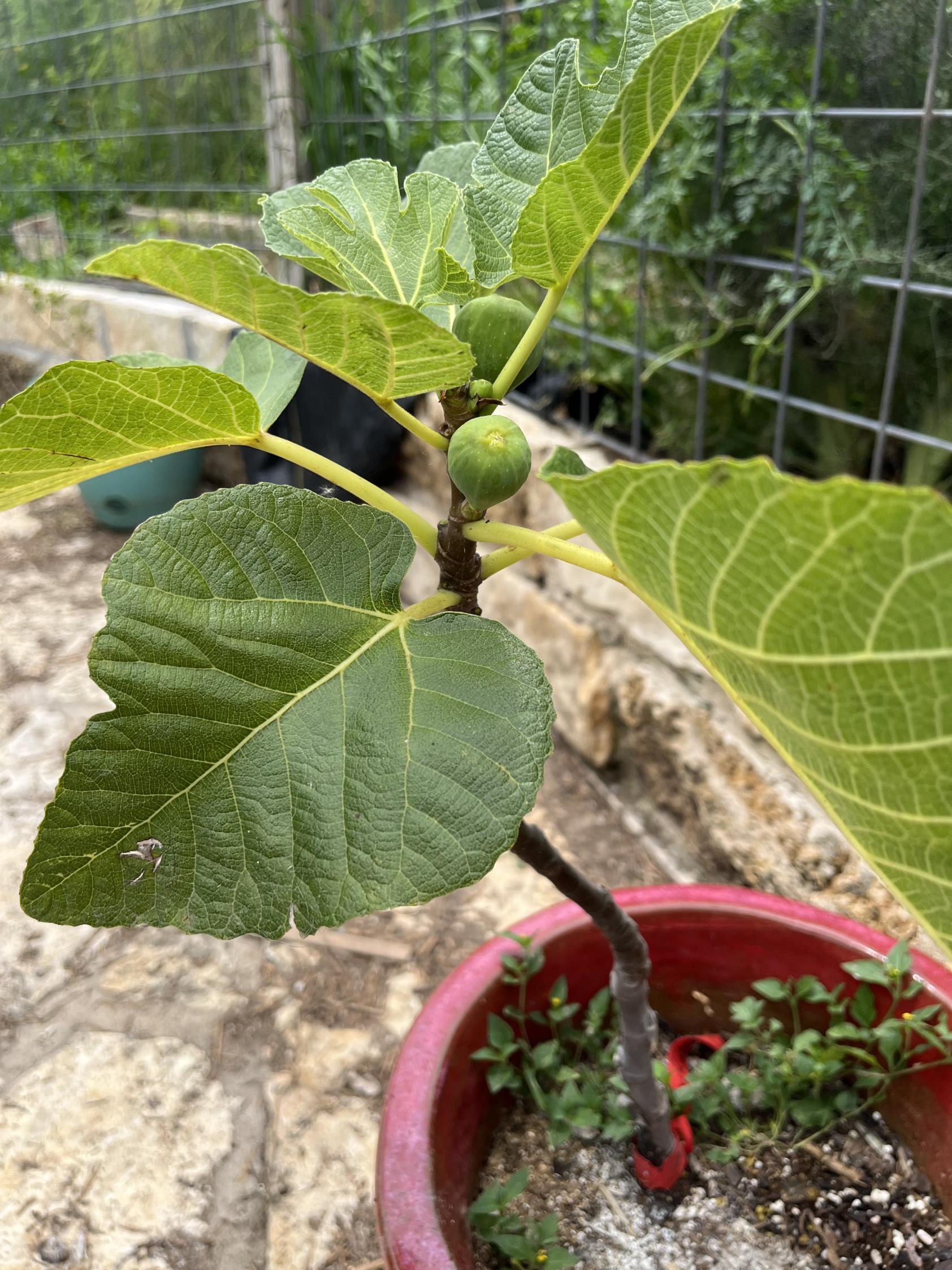 Fig Database®: Strawberry Shortcake