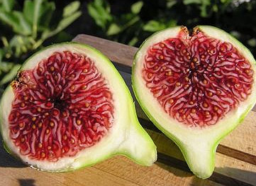 Fig Database: Strawberry Verte