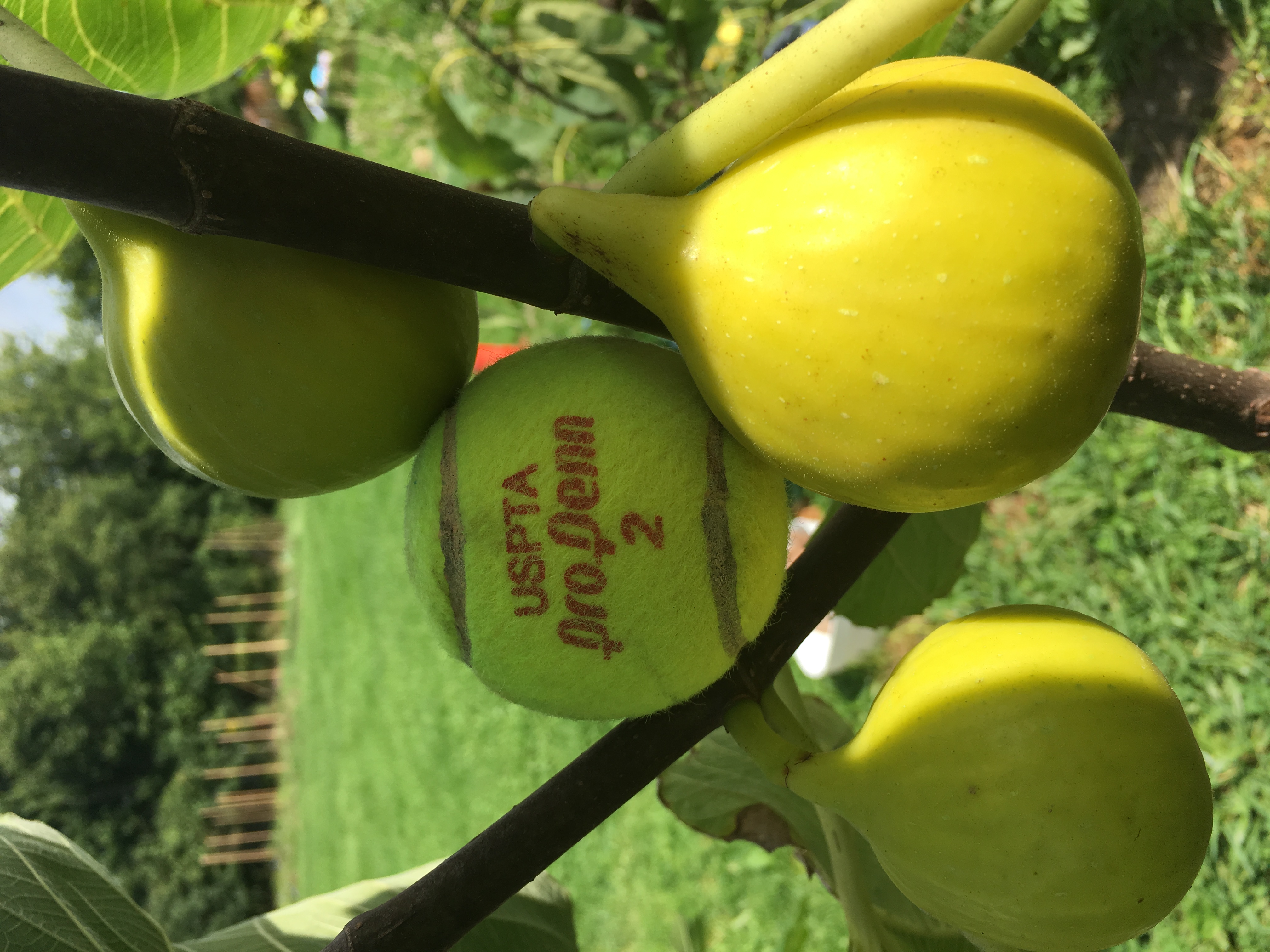 Fig Database®: Yellow Long Neck