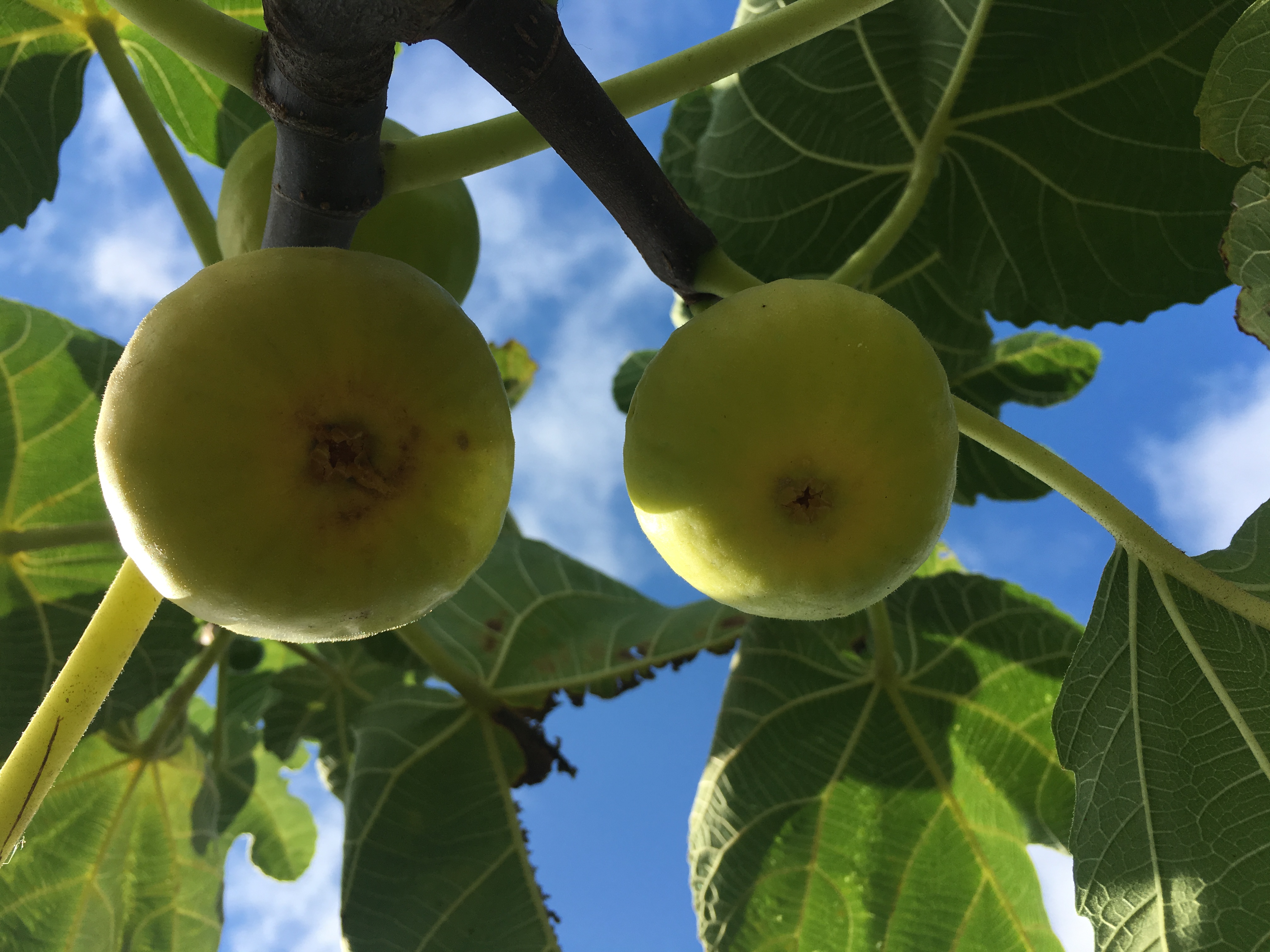 Fig Database®: Yellow Long Neck