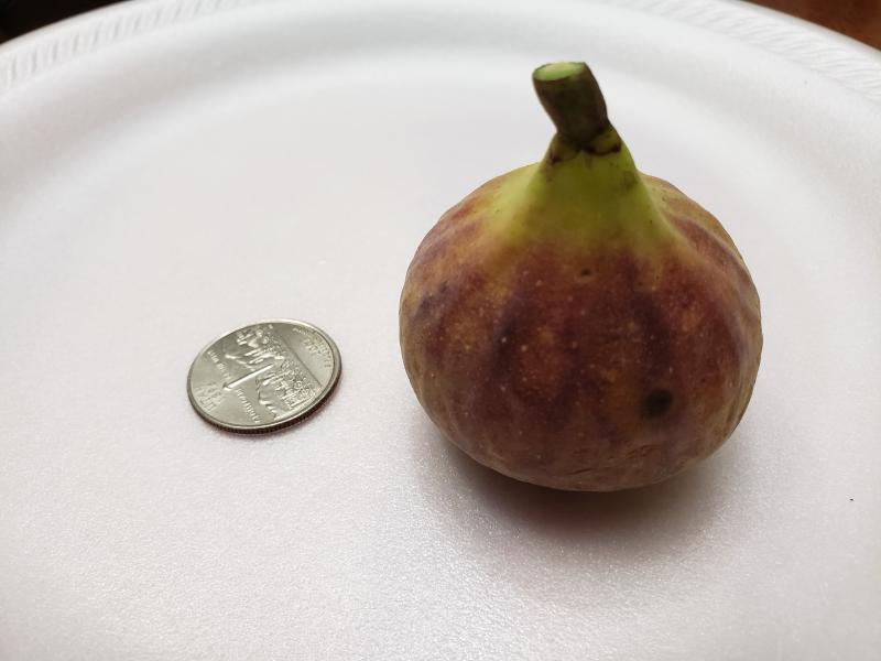 Fig Database®: Italian 258