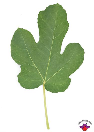Fig Database®: Alvas Verdal