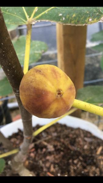 Fig Database®: Italian 258