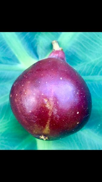 Fig Database®: Red Libya