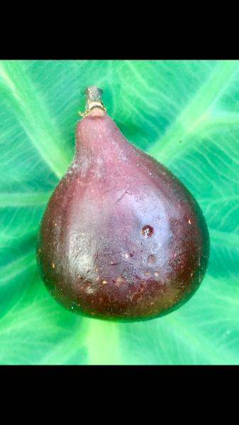 Fig Database®: Red Libya