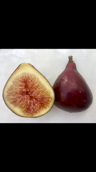 Fig Database®: Red Libya