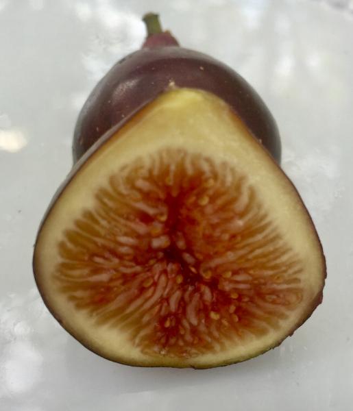 Fig Database®: Red Libya