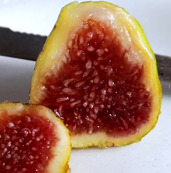 Fig Database®: Col de Dame Rimada