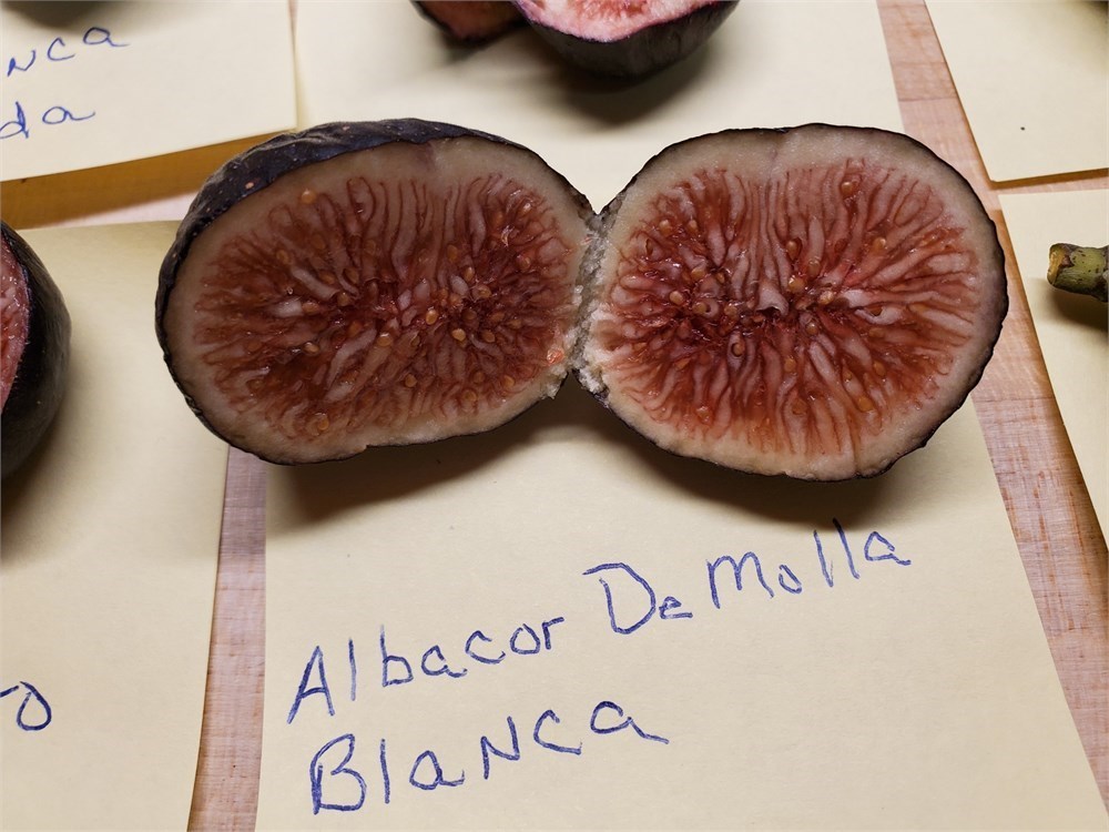 Fig Database: Albacor de Molla Blanca
