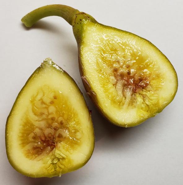 Fig Database®: Yellow Long Neck