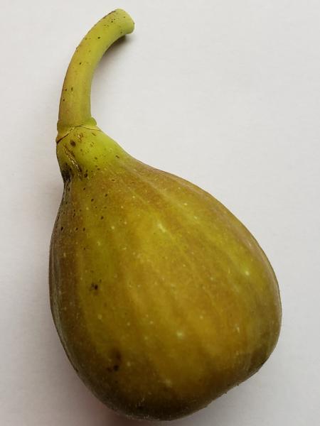 Fig Database®: Yellow Long Neck
