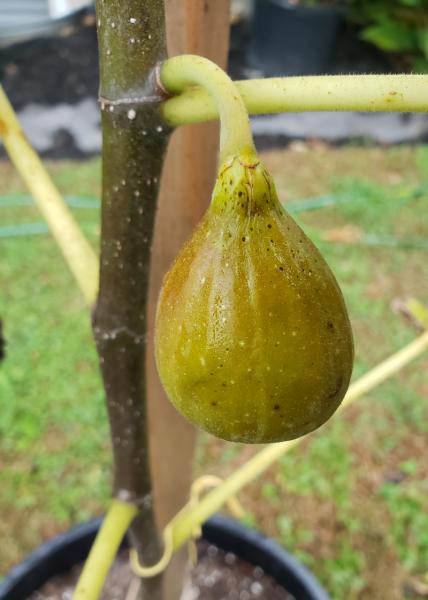 Fig Database®: Yellow Long Neck