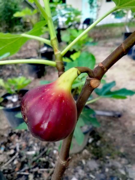 Fig Database®: Super Red Hybrid