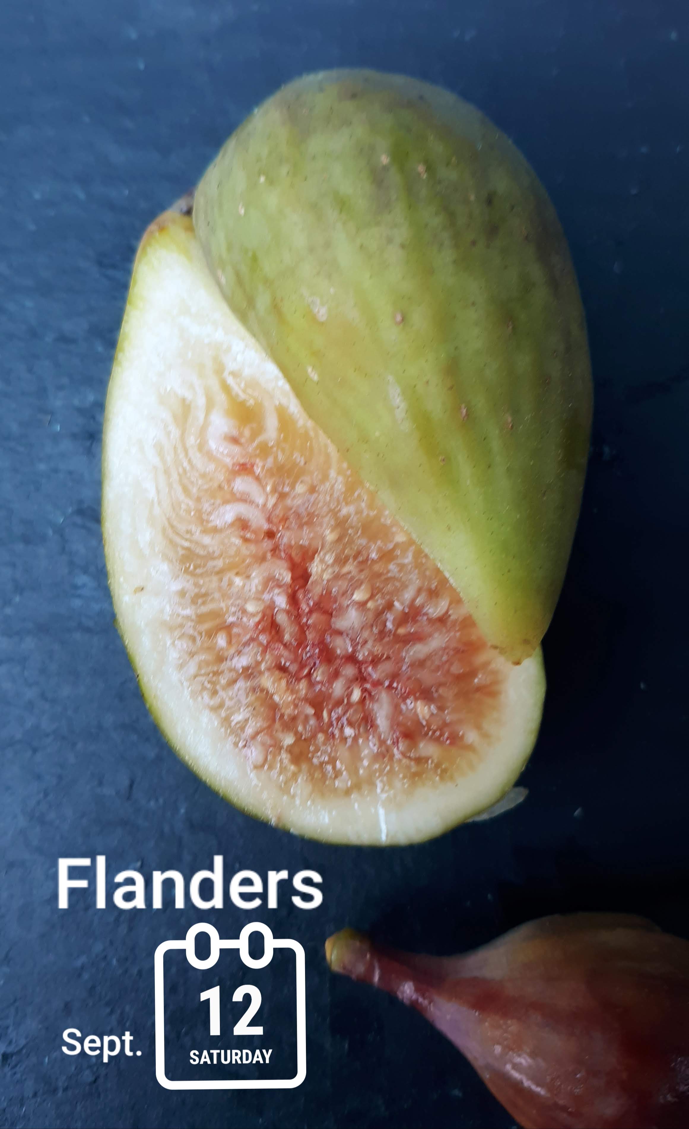 Fig Database®: Flanders