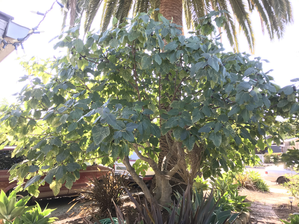 Fig Database®: Cherry Cordial