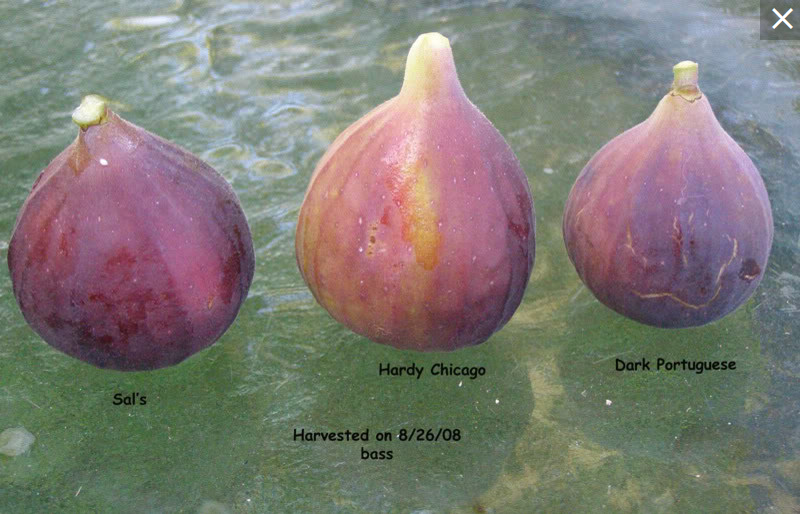 Fig Database®: Dark Portuguese