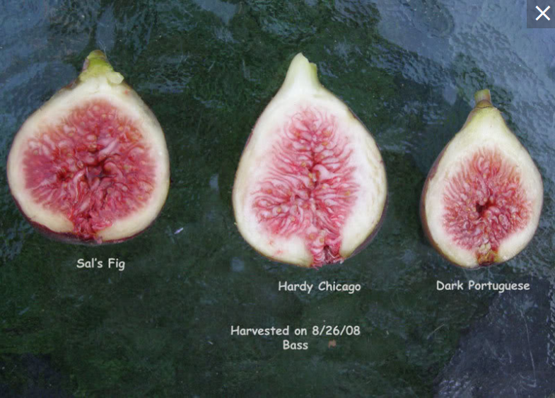 Fig Database®: Dark Portuguese