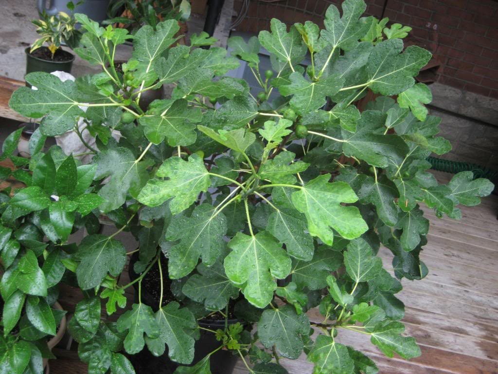 Fig Database®: Paradiso