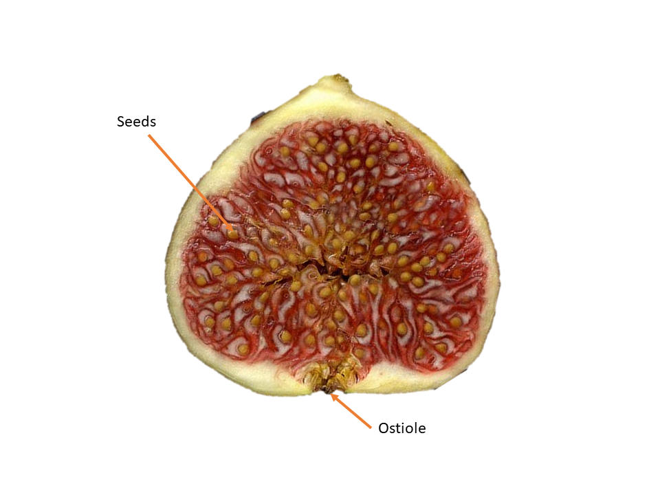 The world's first, largest, fig variety structured database for user friendly Fig Research