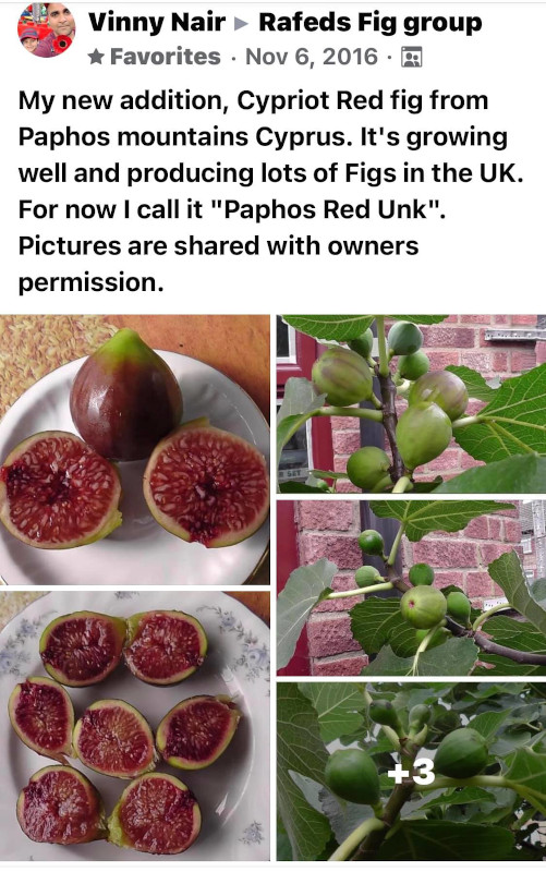 Fig Database®: Paphos Red